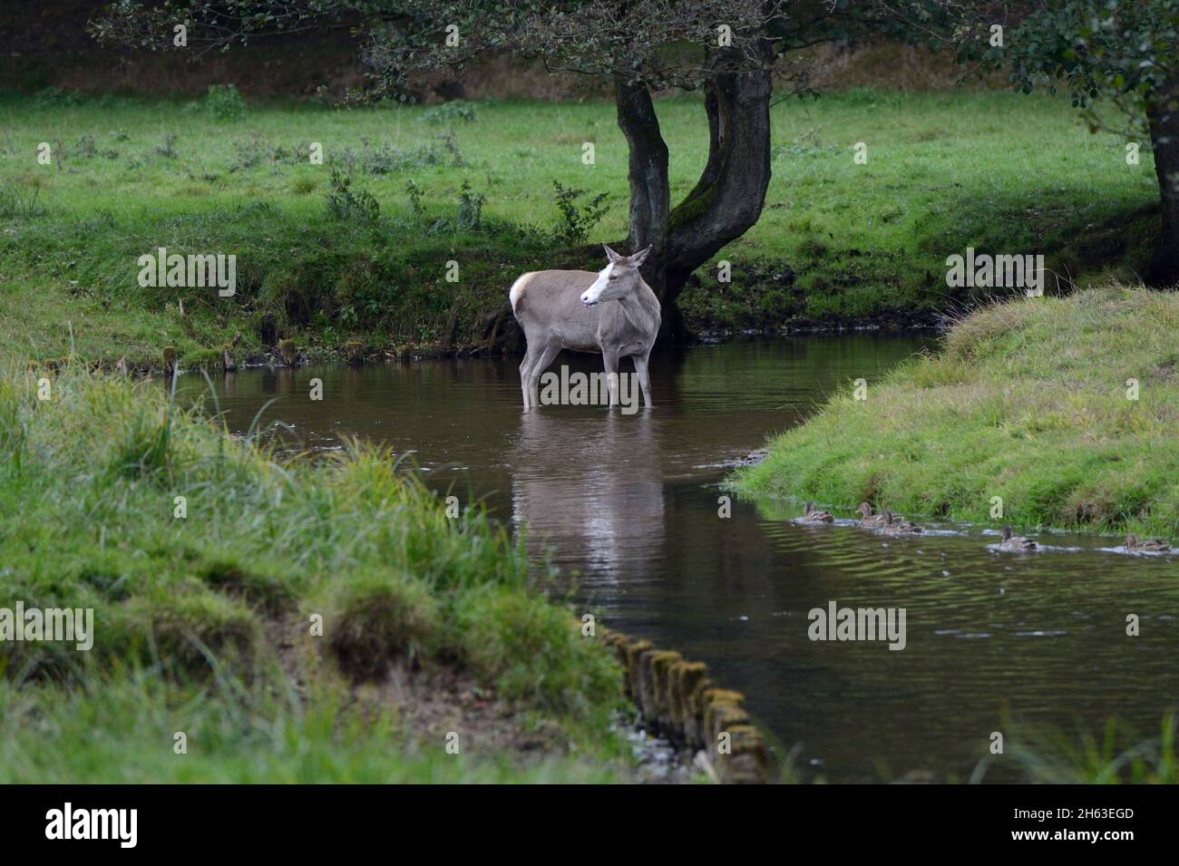 white head deer Stock Photo - Alamy