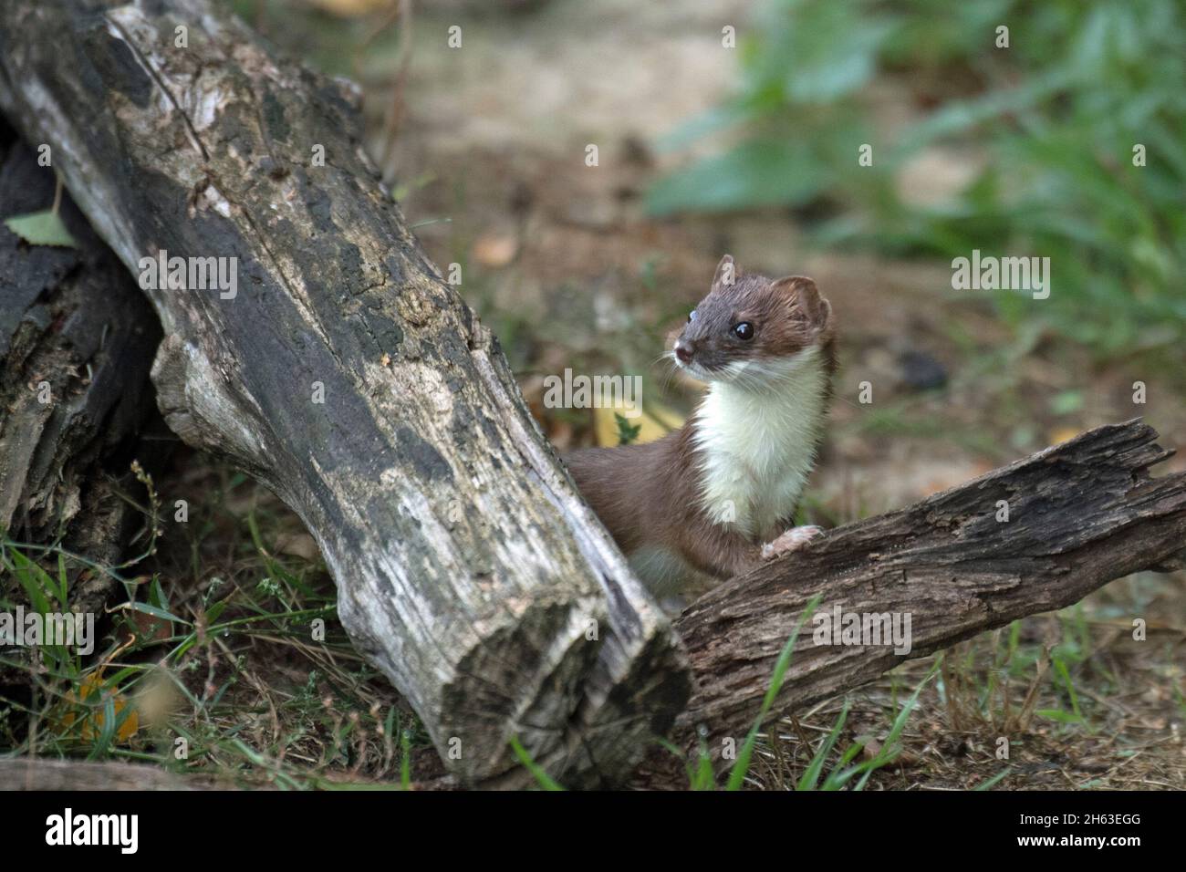 Big big carnivores hi-res stock photography and images - Alamy