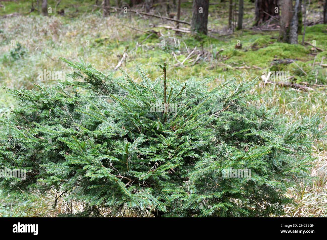 Red deer damaging tree hi-res stock photography and images - Alamy