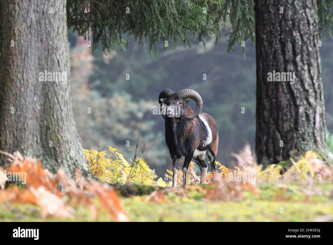 Rutting of the mouflons hi-res stock photography and images - Alamy