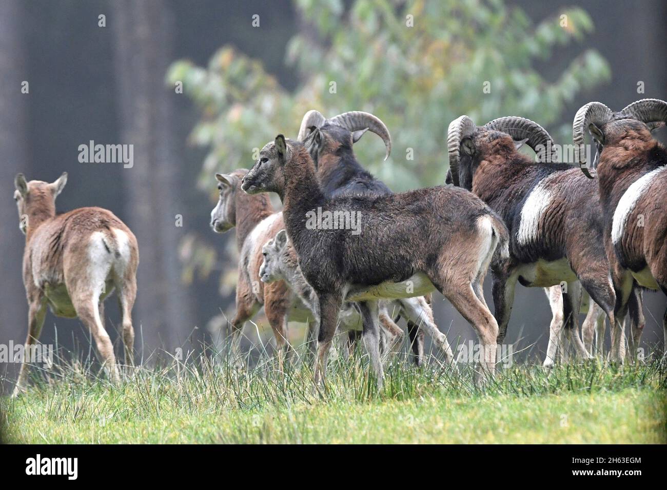 Rutting mouflons hi-res stock photography and images - Alamy