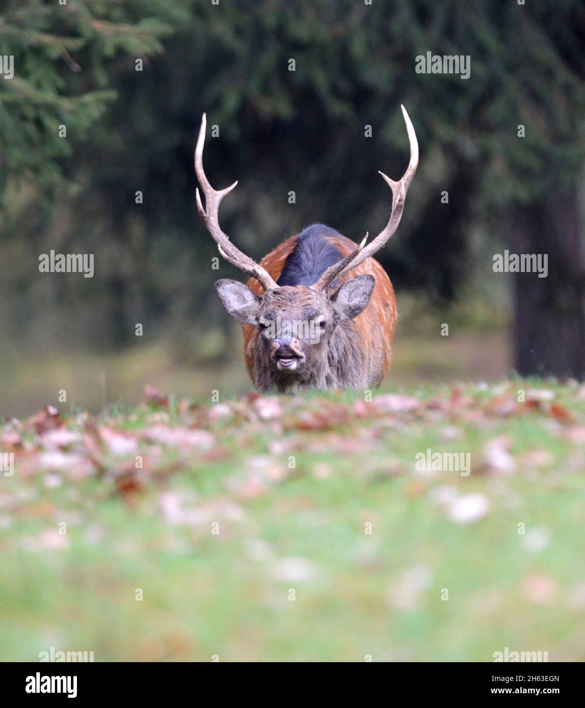 Japanese woodland animals hi-res stock photography and images - Alamy