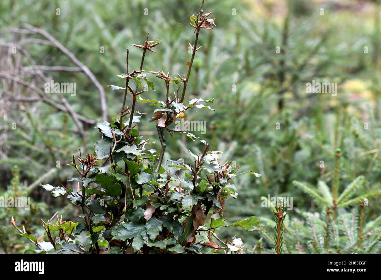 Red deer damaging tree hi-res stock photography and images - Alamy
