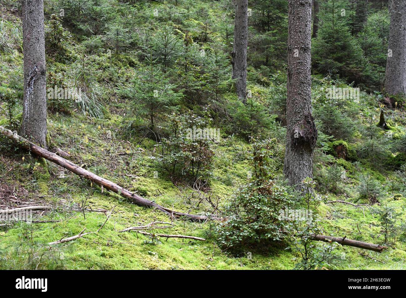 Deer damaging hi-res stock photography and images - Alamy