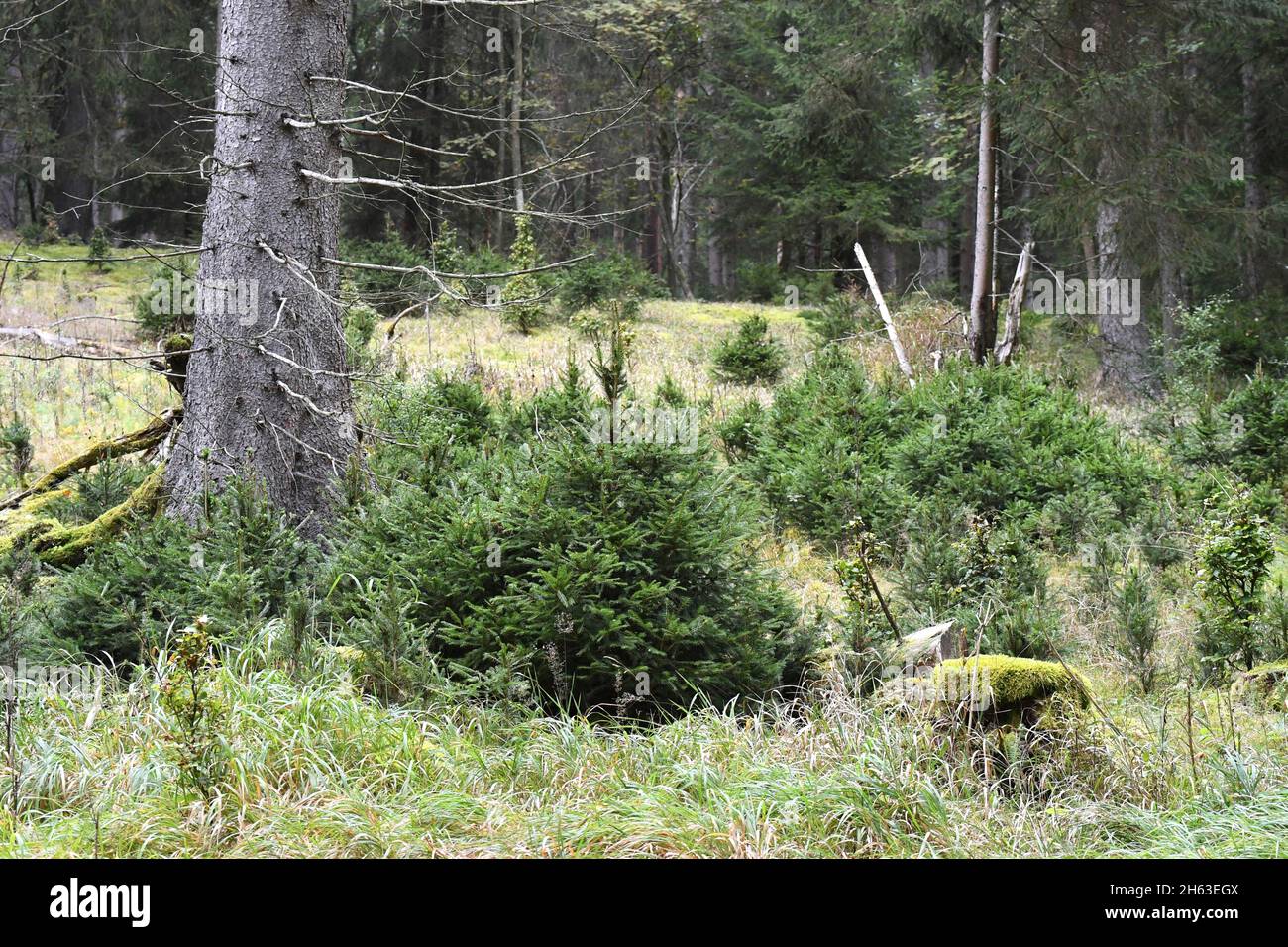 Red deer damaging tree hi-res stock photography and images - Alamy