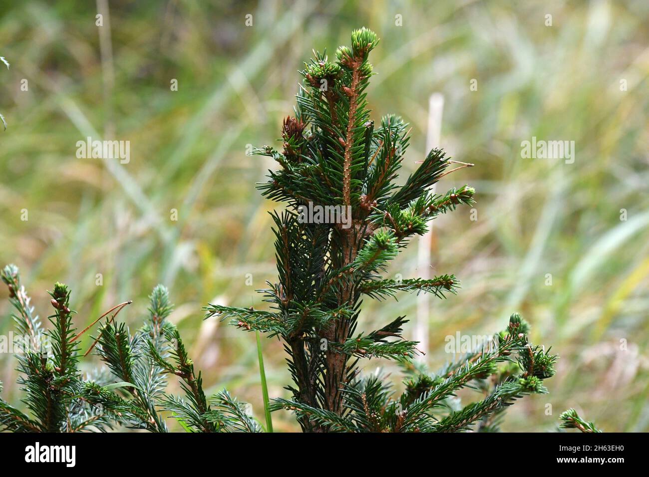 Browsing deer hi-res stock photography and images - Alamy