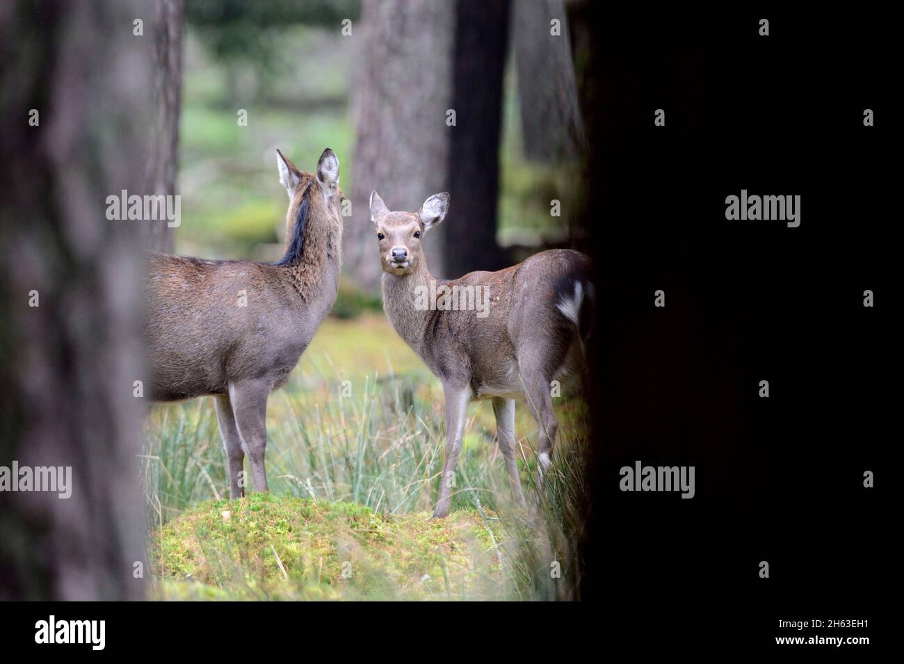 Japanese woodland animals hi-res stock photography and images - Alamy