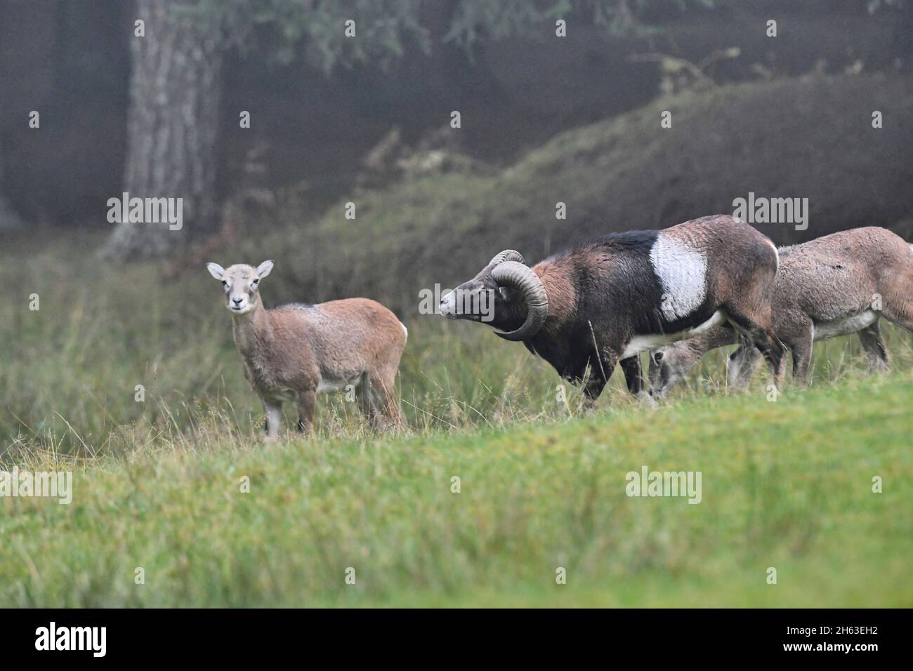 Rutting mouflons hi-res stock photography and images - Alamy