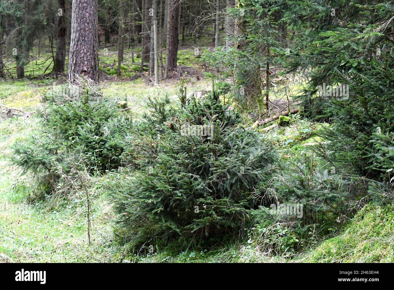 Red deer damaging tree hi-res stock photography and images - Alamy