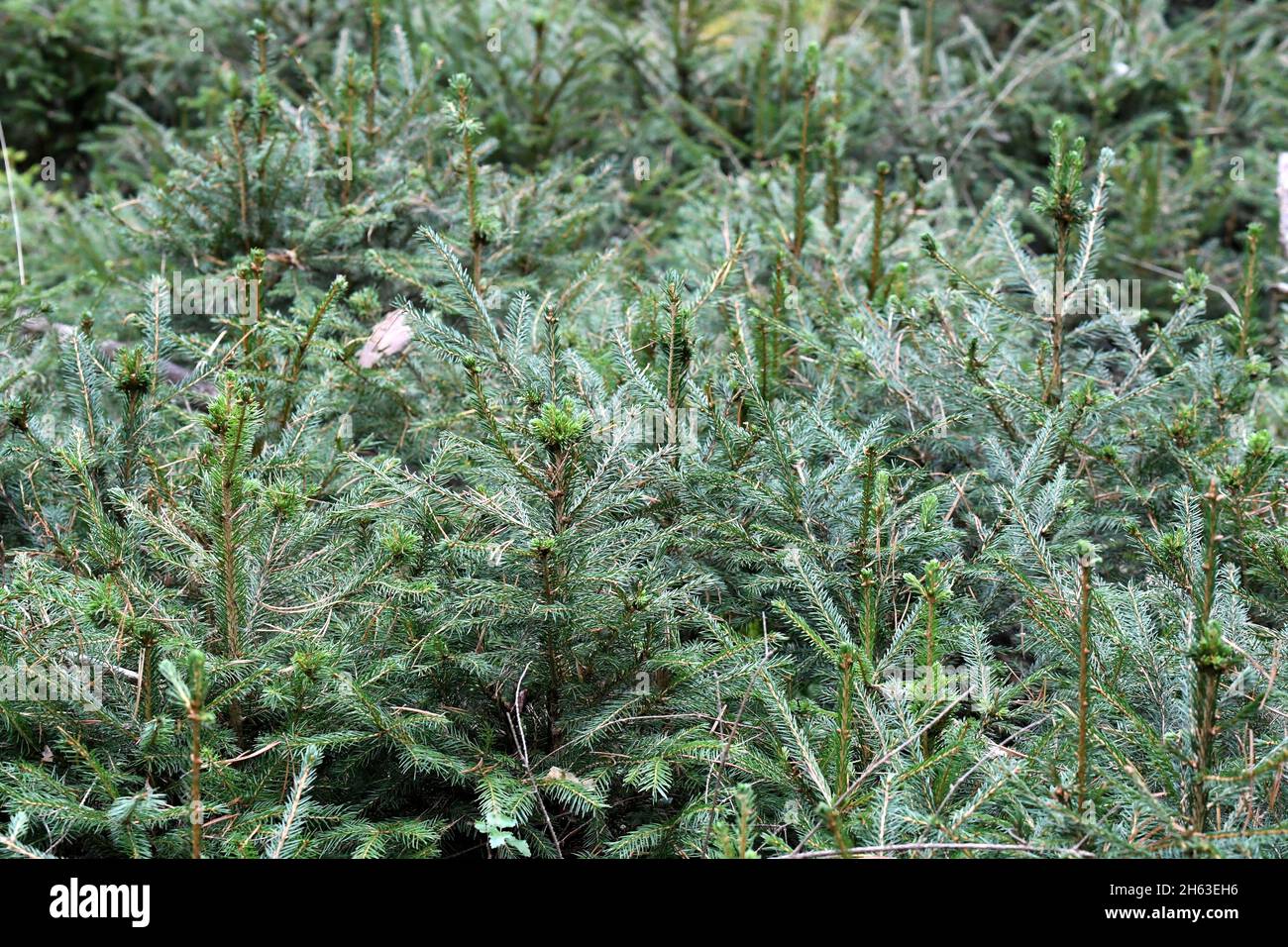 Red deer damaging tree hi-res stock photography and images - Alamy