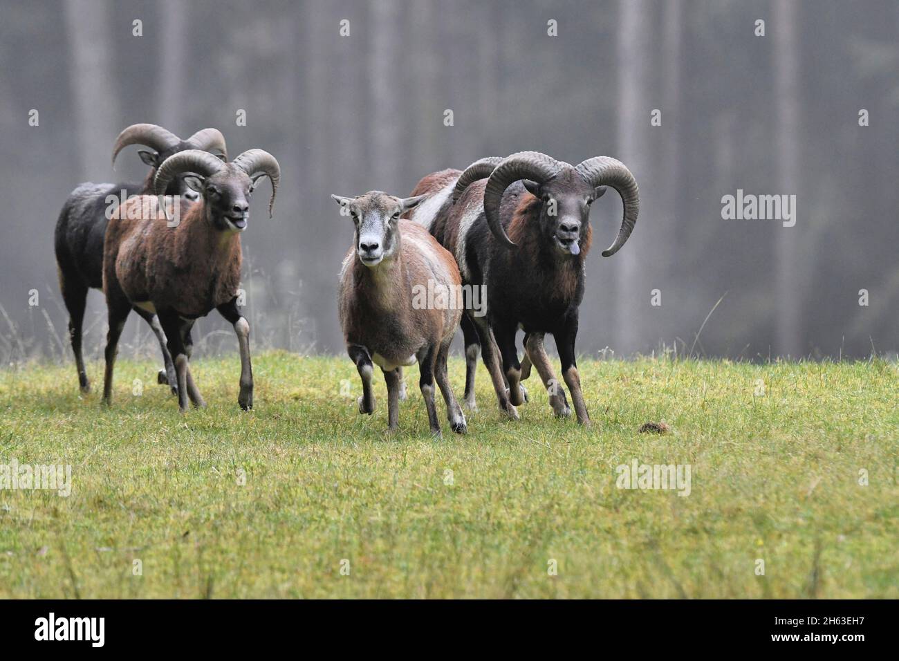 Rutting of the mouflons hi-res stock photography and images - Alamy
