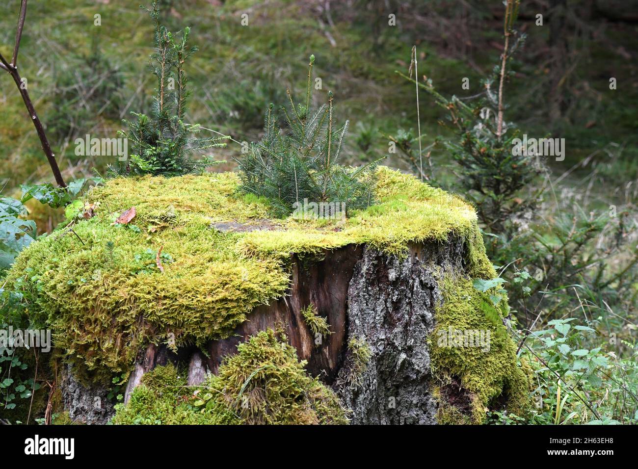 Red deer damaging tree hi-res stock photography and images - Alamy