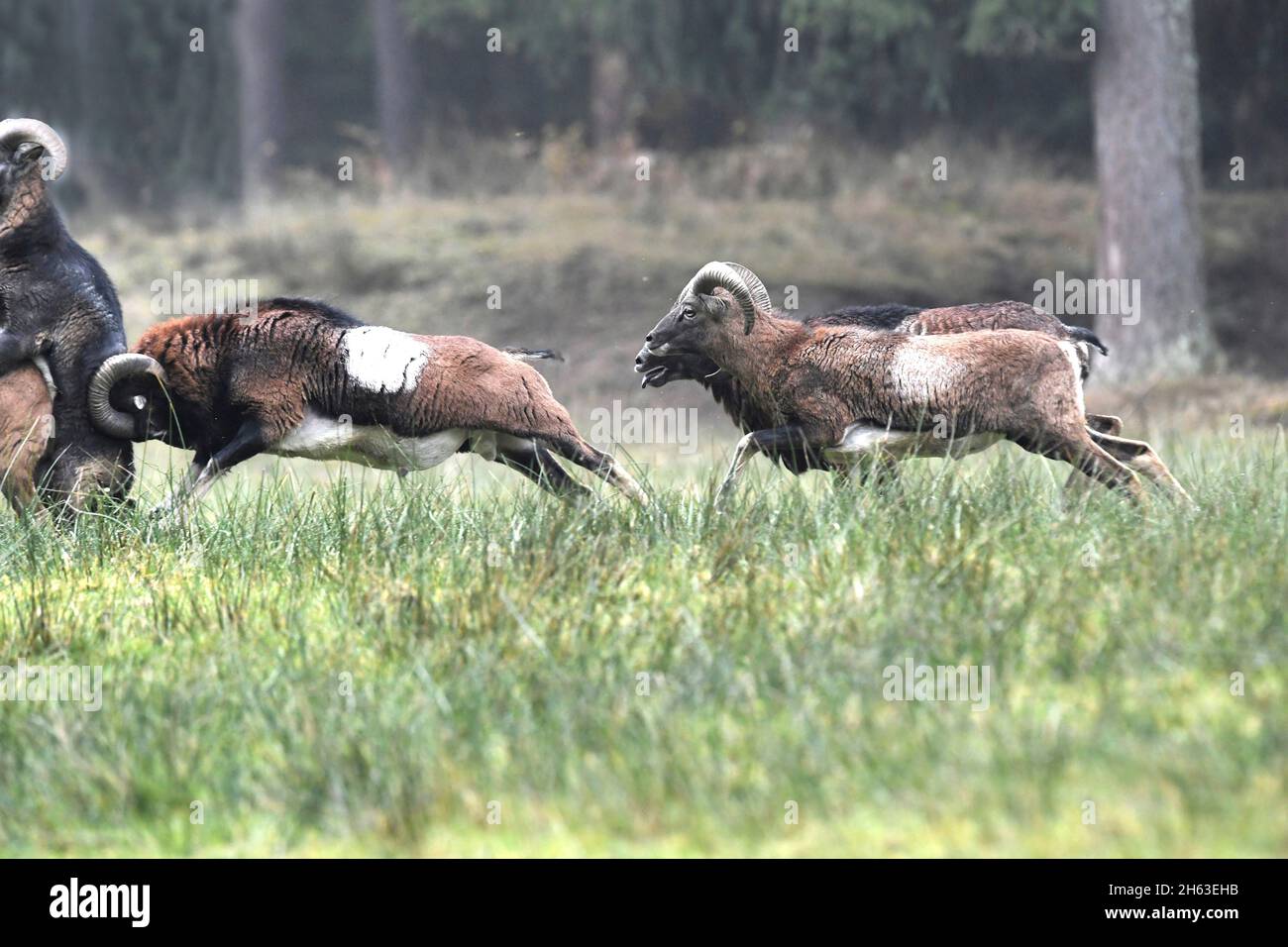 Rutting mouflon hi-res stock photography and images - Alamy