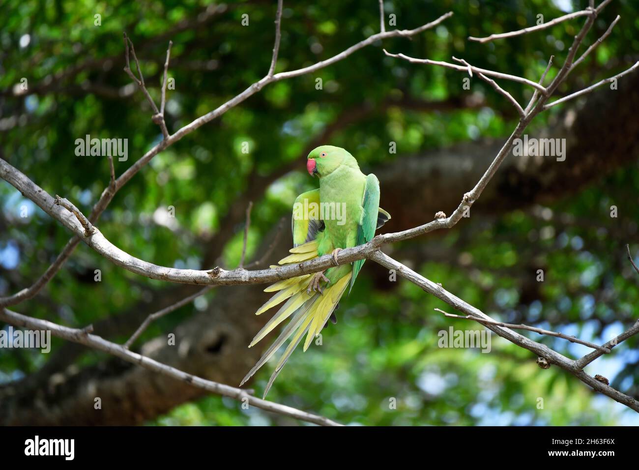rose-ringed parakeet [psittacula krameri] in mount edgecombe ...