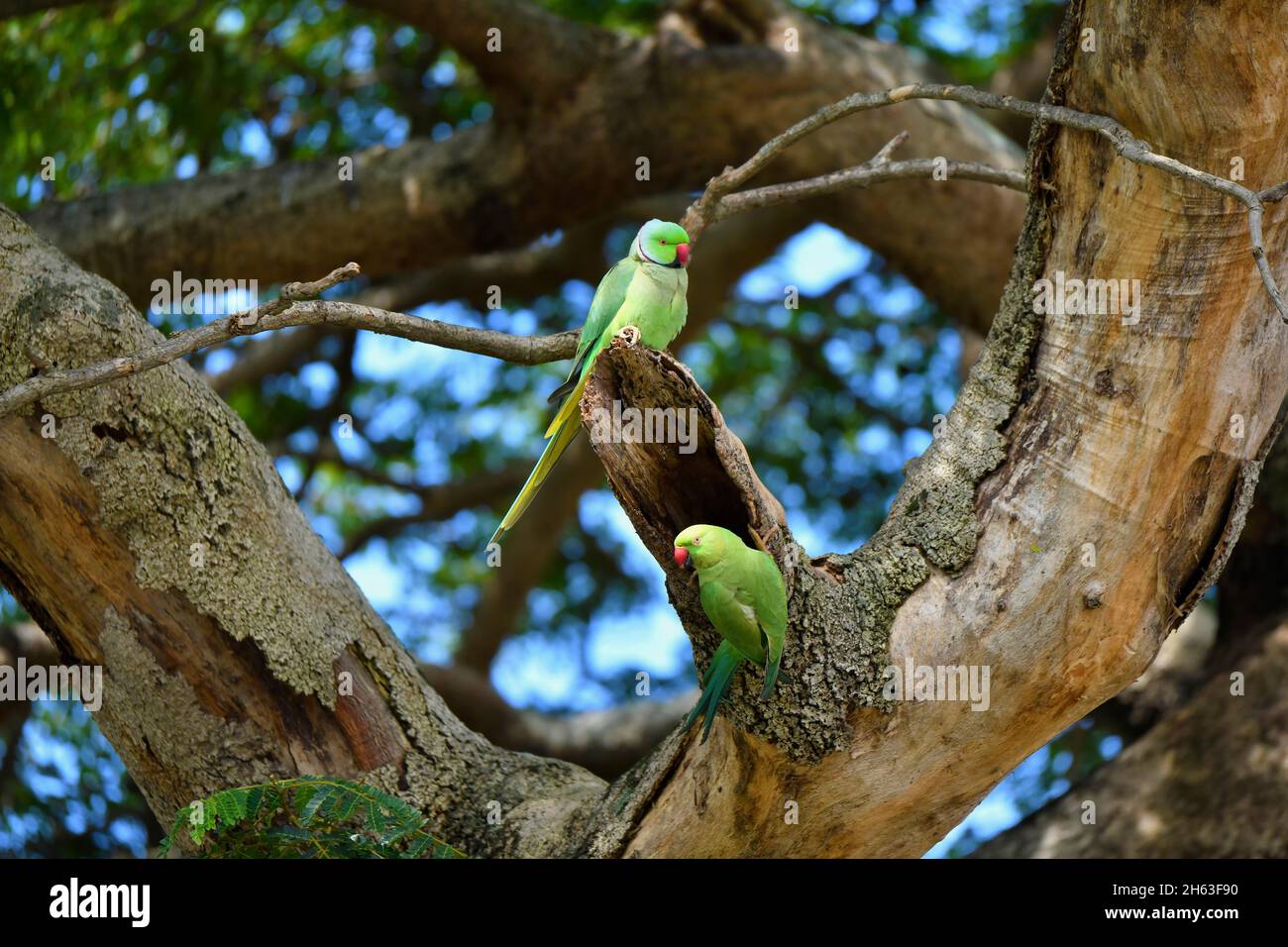 Rose ringed parakeets hi-res stock photography and images - Alamy