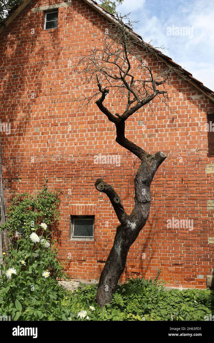 House Dry Tree DIY Spooky Tree