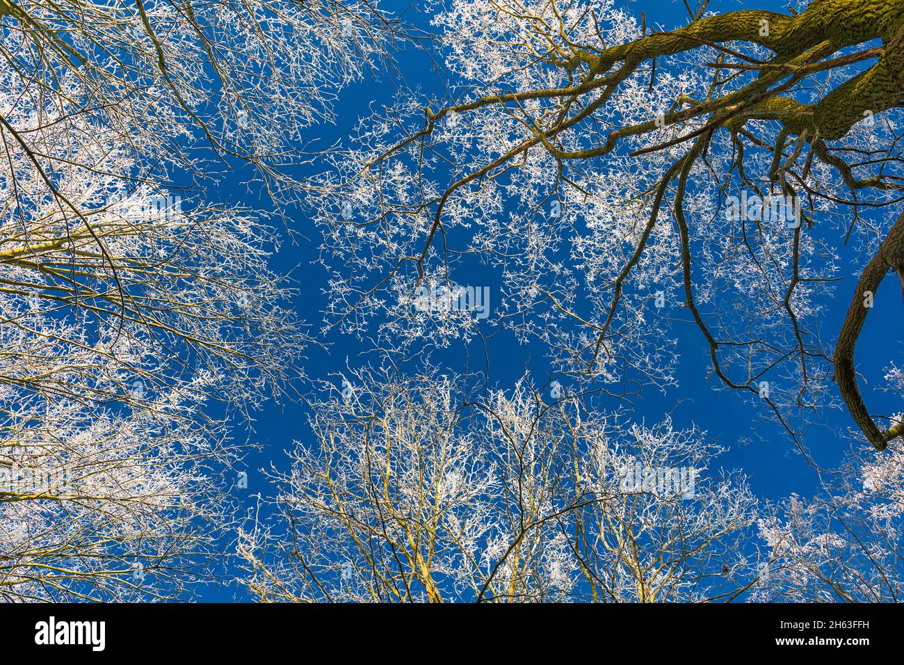 trees in the icy cold against a blue sky,frog's eye view Stock Photo ...