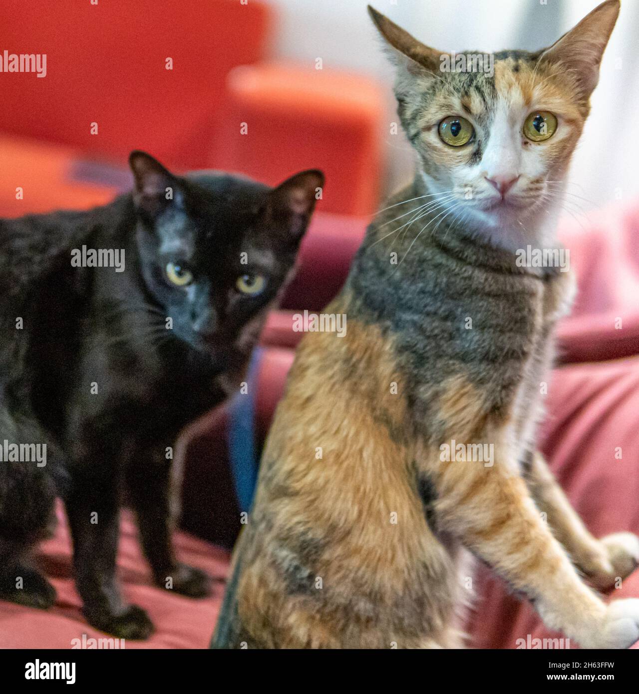 Black and Tabby Cat playing together inside Stock Photo - Alamy