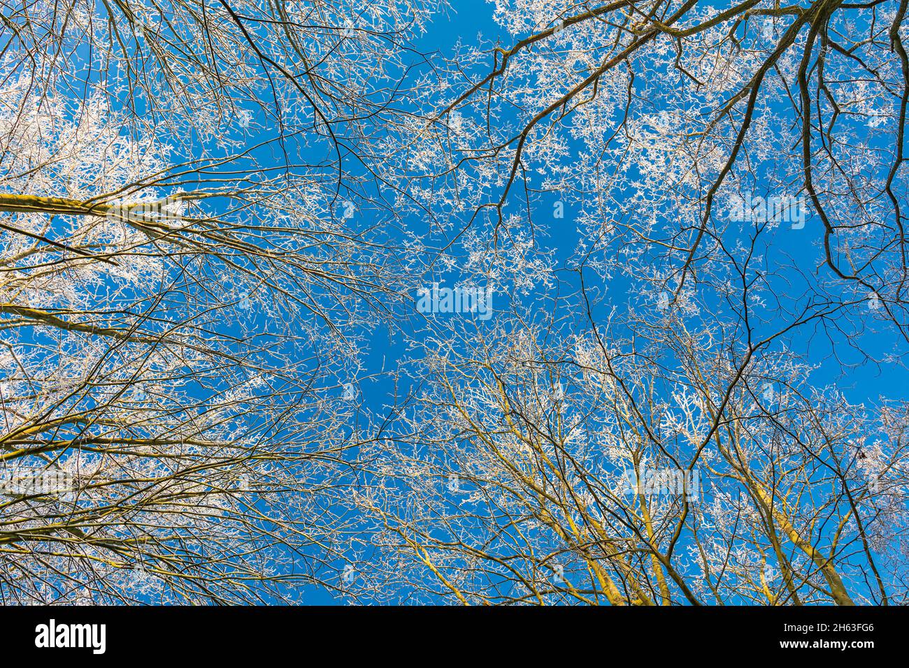 Crowns trees bottom view sky hi-res stock photography and images - Alamy