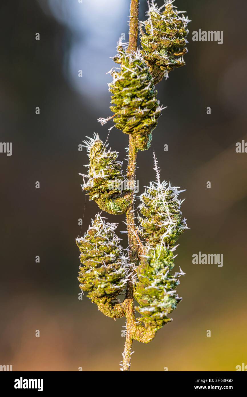 Plant cells frost hi-res stock photography and images - Alamy