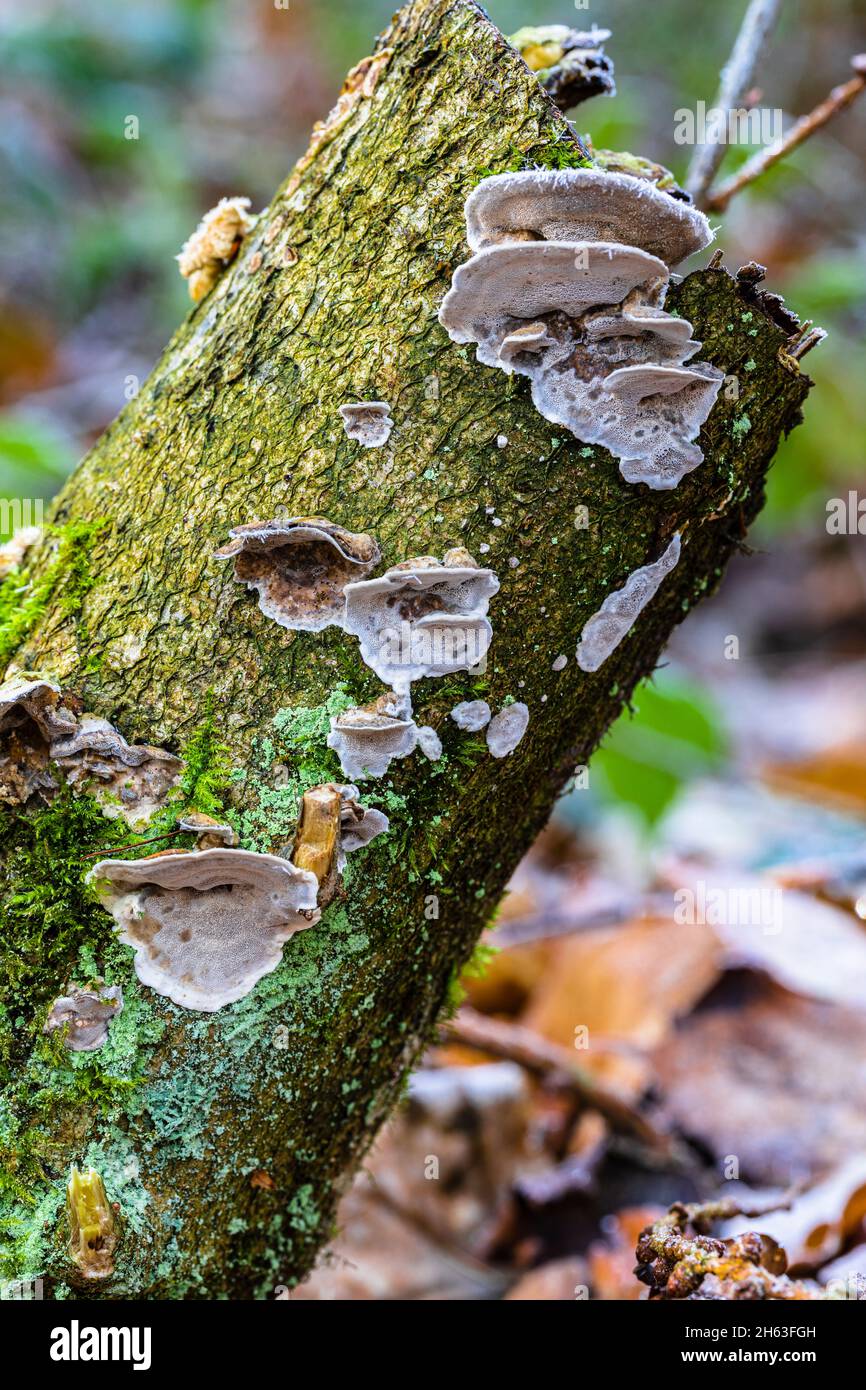 tree fungus on dead tree,nature in detail,forest still life Stock Photo ...