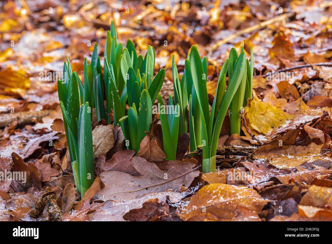 Daffodil leaves hi-res stock photography and images - Alamy