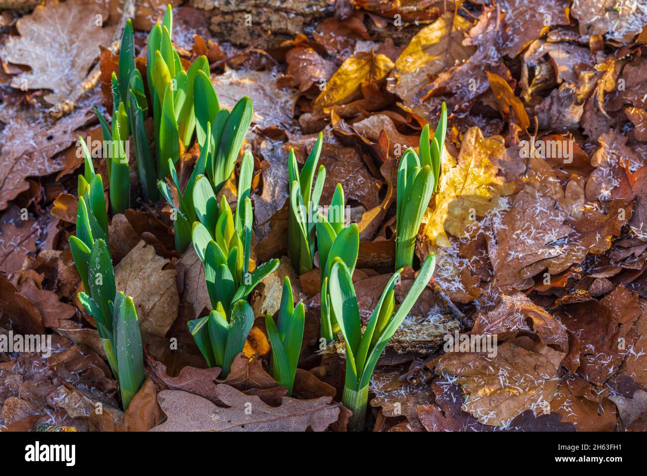 Daffodil leaves hi-res stock photography and images - Alamy