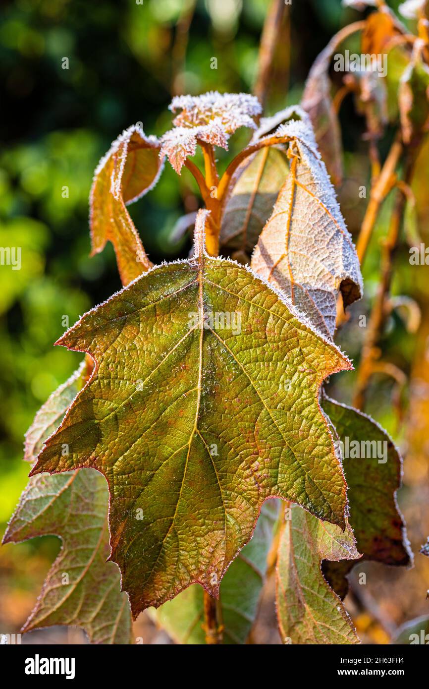 oak leaf hydrangea,autumn leaves,close-up Stock Photo - Alamy