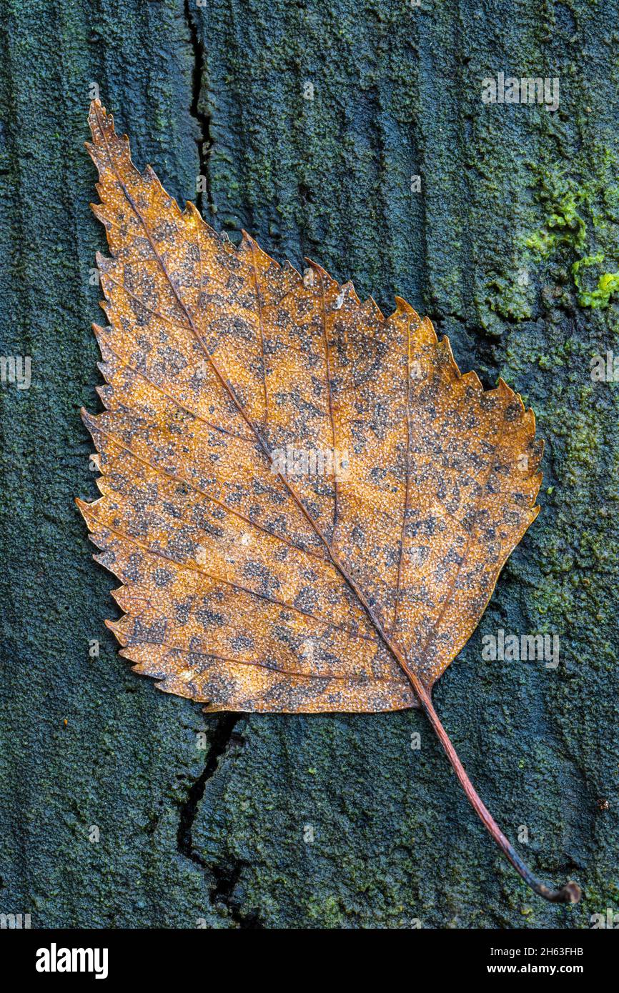 Individual single autumn fall leaf hi-res stock photography and images ...