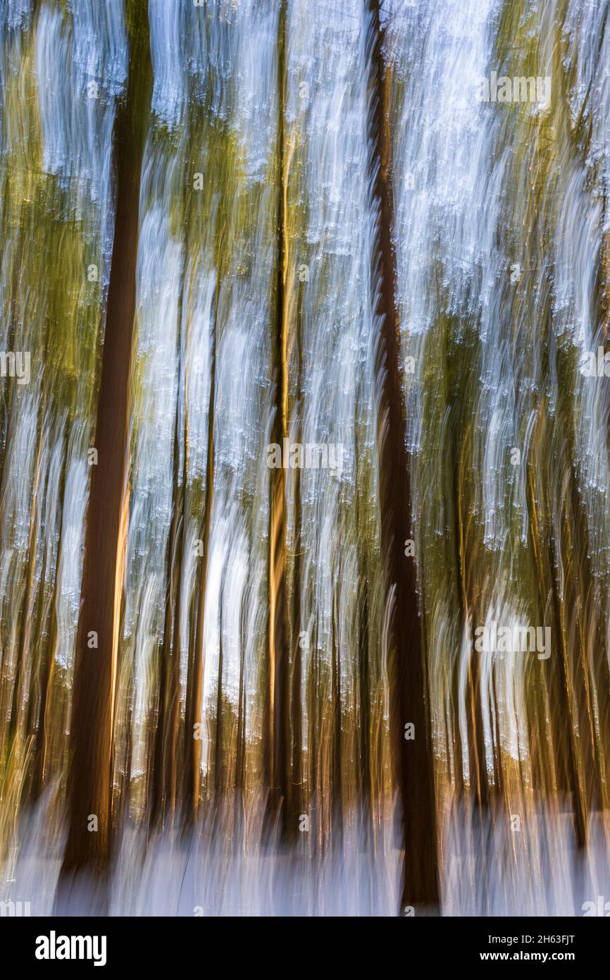 Blurred forest hi-res stock photography and images - Alamy