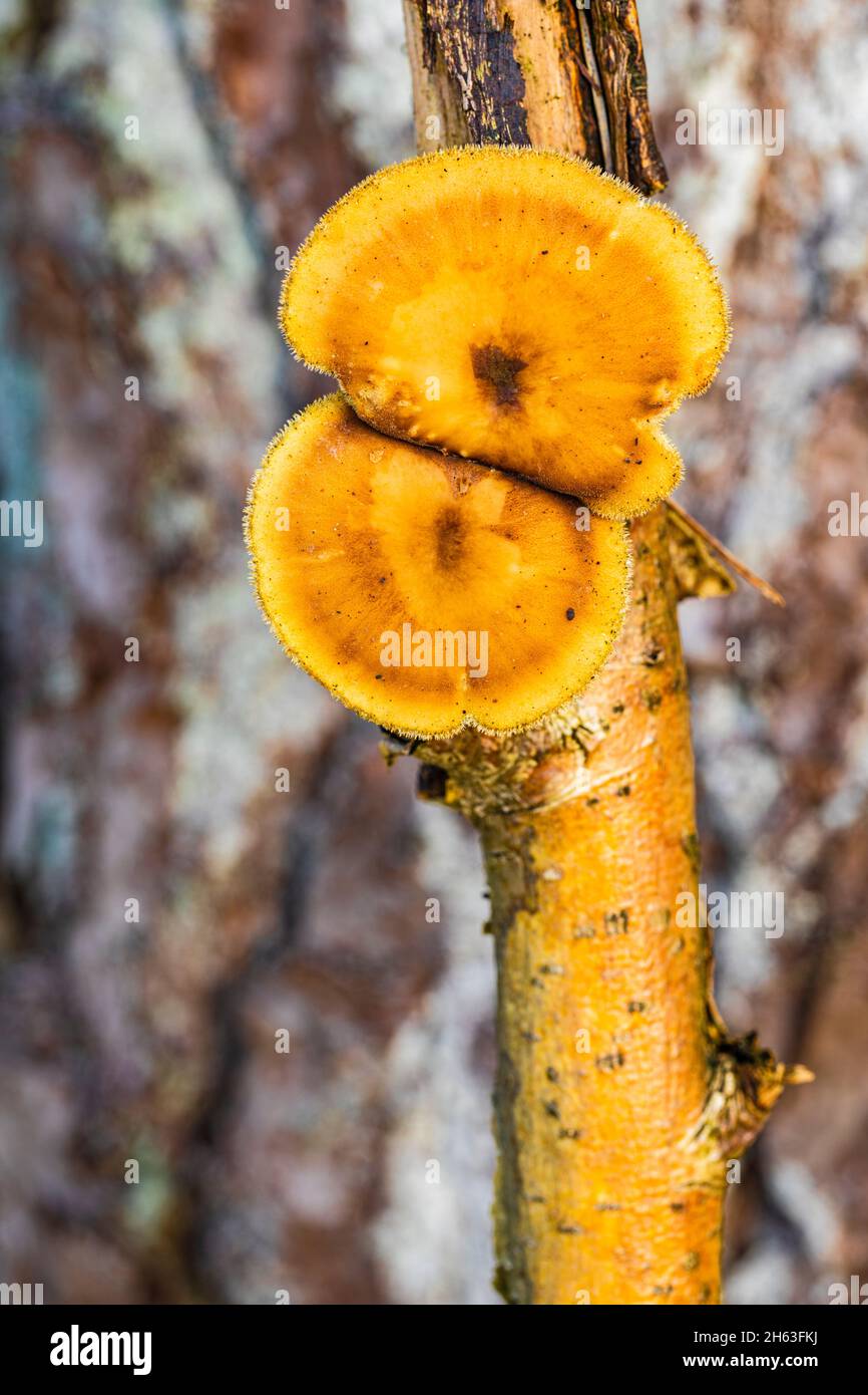 tree fungus on dead tree,nature in detail,forest still life Stock Photo ...
