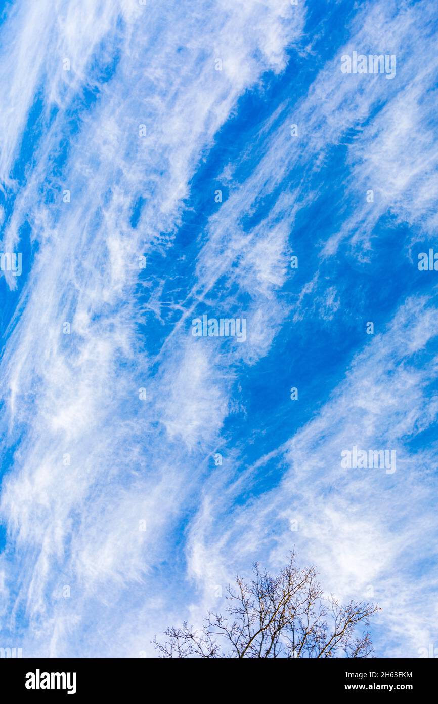 Empty tree branches hi-res stock photography and images - Alamy