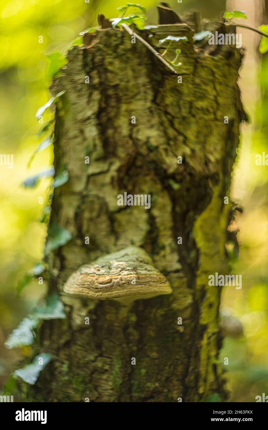 Tinder sponge on dead wood hi-res stock photography and images - Alamy