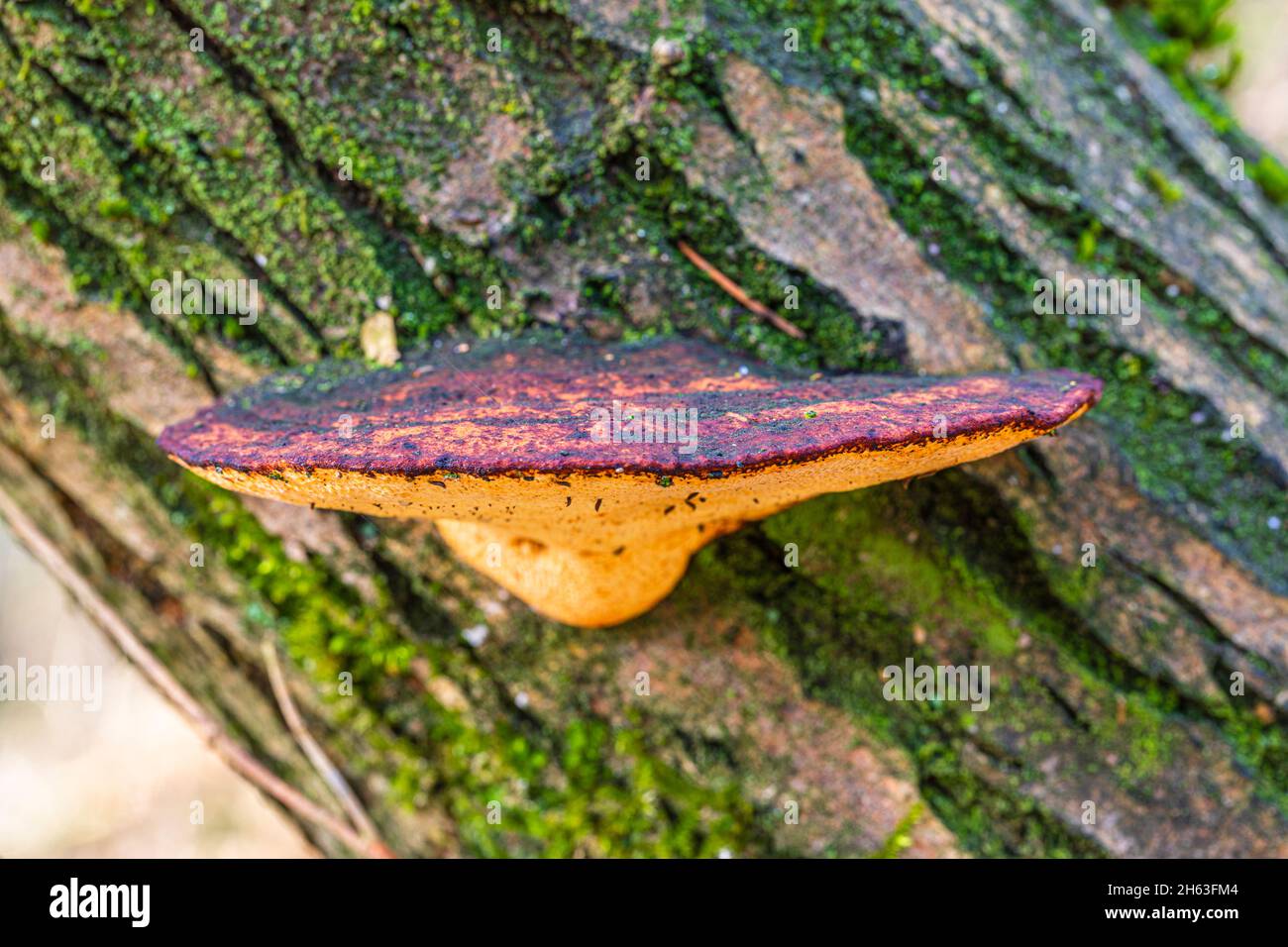 tree fungus on dead tree,nature in detail,forest still life Stock Photo ...