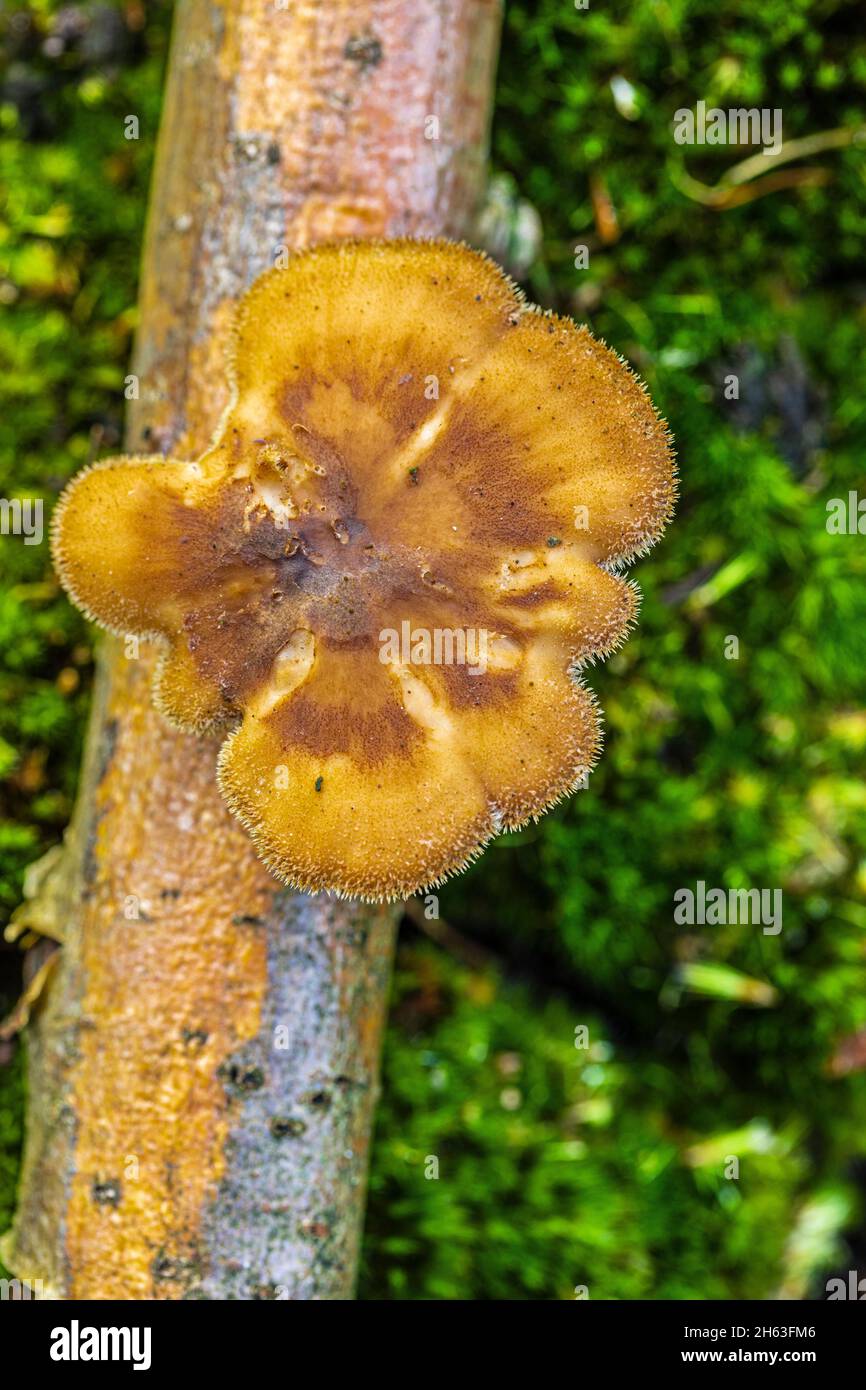 tree fungus on dead tree,nature in detail,forest still life Stock Photo ...