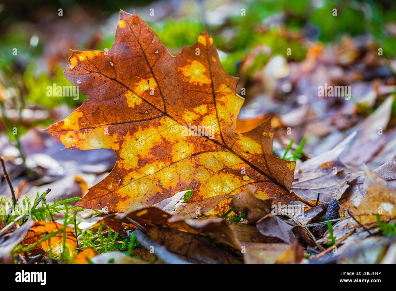 fallen leaf on forest floor,nature in detail,forest still life Stock ...
