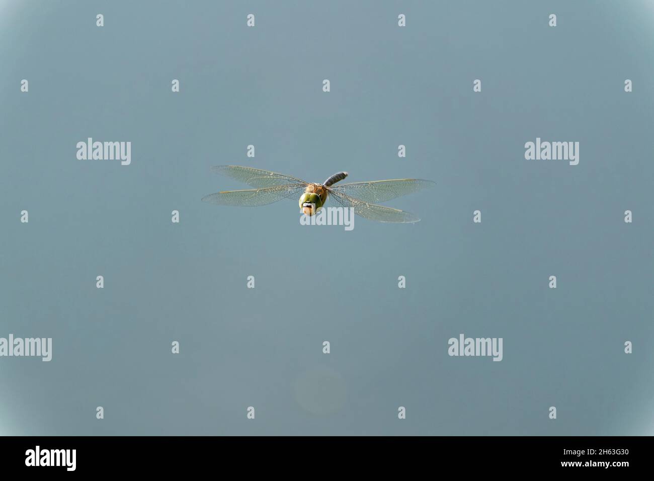 dragonfly in flight Stock Photo - Alamy