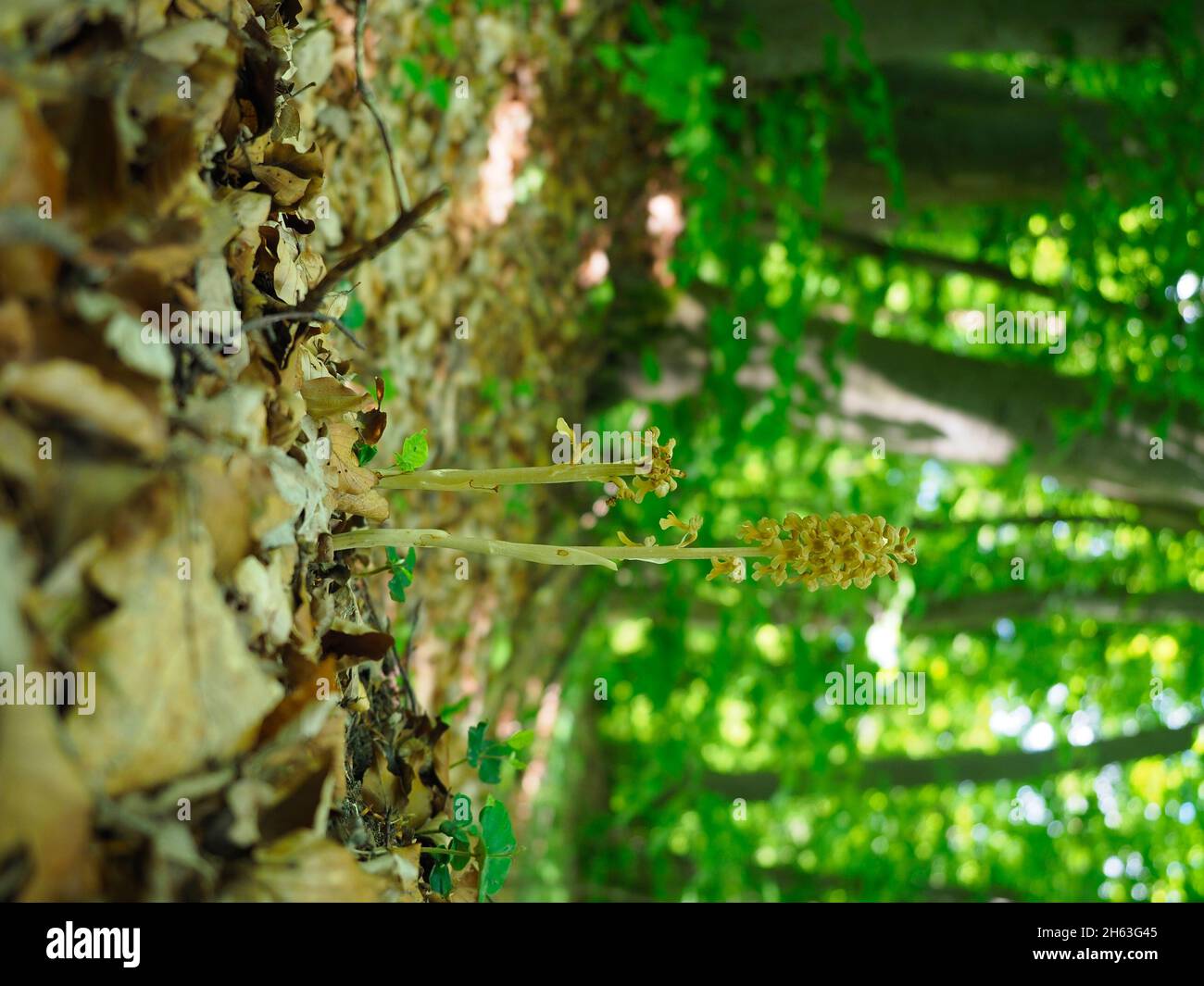 bird's nest root,neottia nidus-avis Stock Photo - Alamy