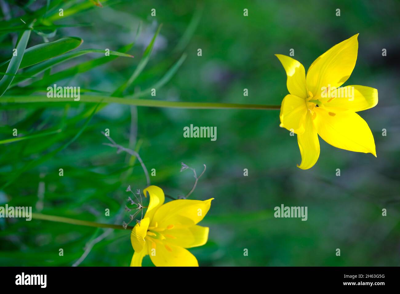 wild tulip,vineyard tulip,forest tulip,tulipa sylvestris Stock Photo ...