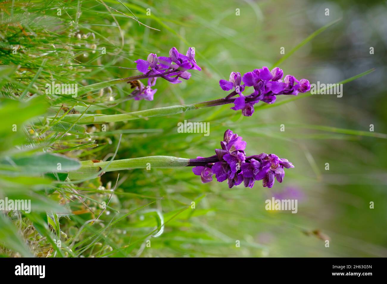 orchis morio,anacamptis morio Stock Photo - Alamy