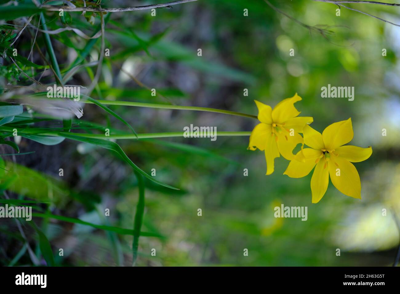 wild tulip,vineyard tulip,forest tulip,tulipa sylvestris Stock Photo ...