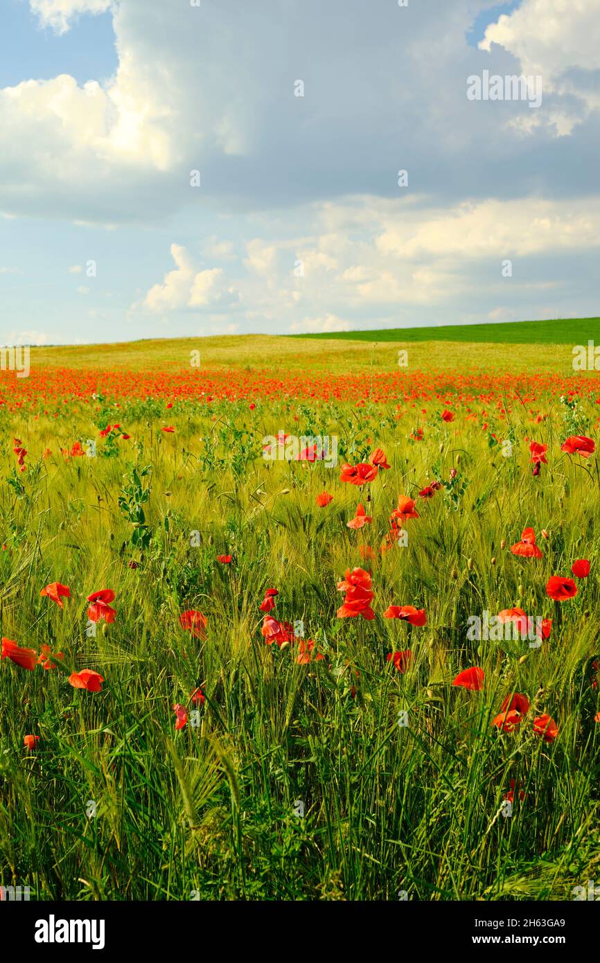 Poppy fields hi-res stock photography and images - Alamy