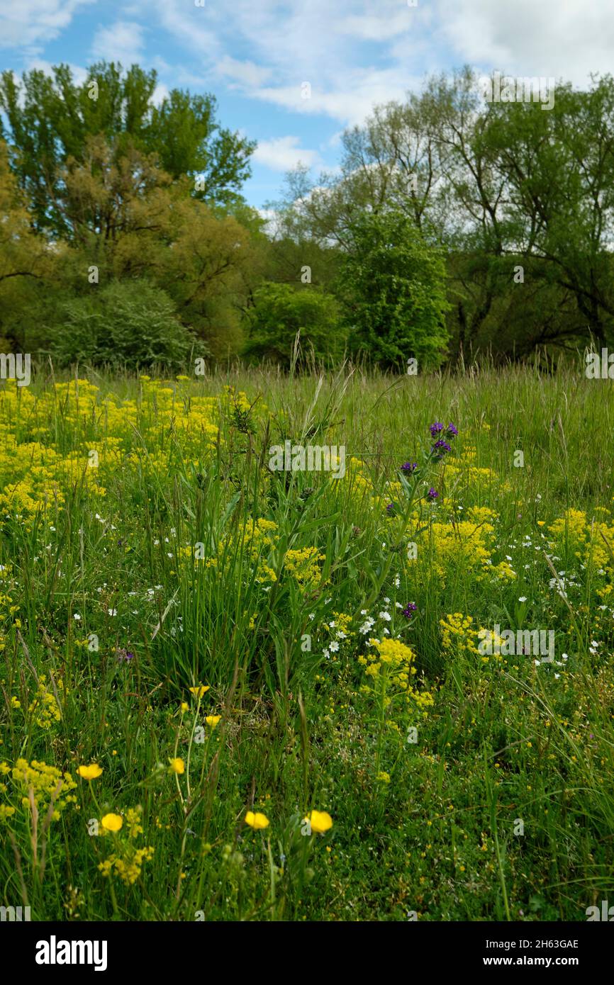 altmain nature reserve and sandy grasslands near limbach,hassberge ...