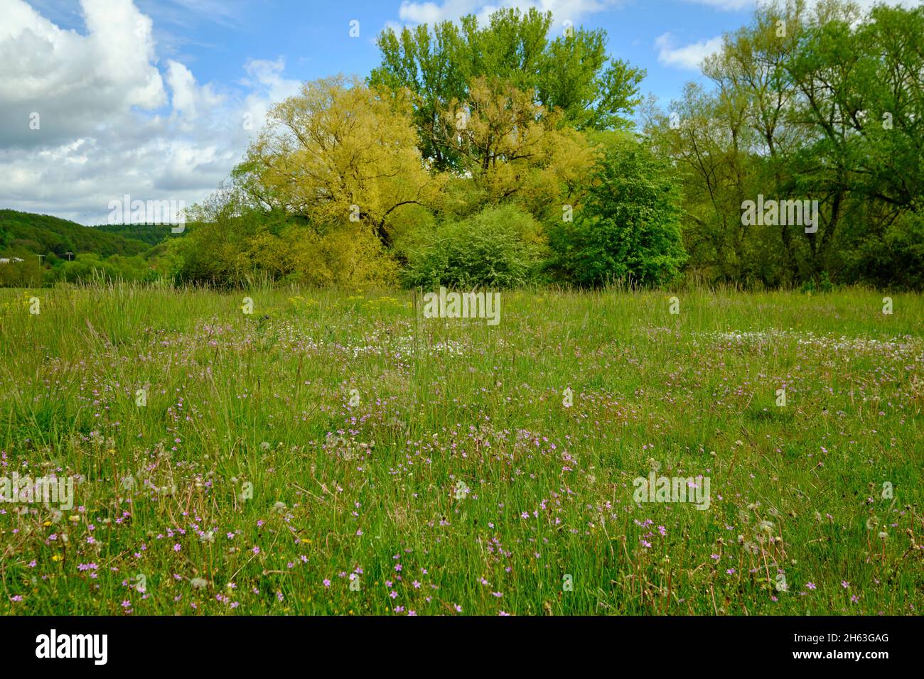 altmain nature reserve and sandy grasslands near limbach,hassberge ...