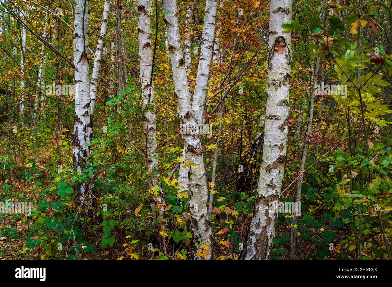 Silver Birch (Betula pendula) trees in a row along a footpath in ...