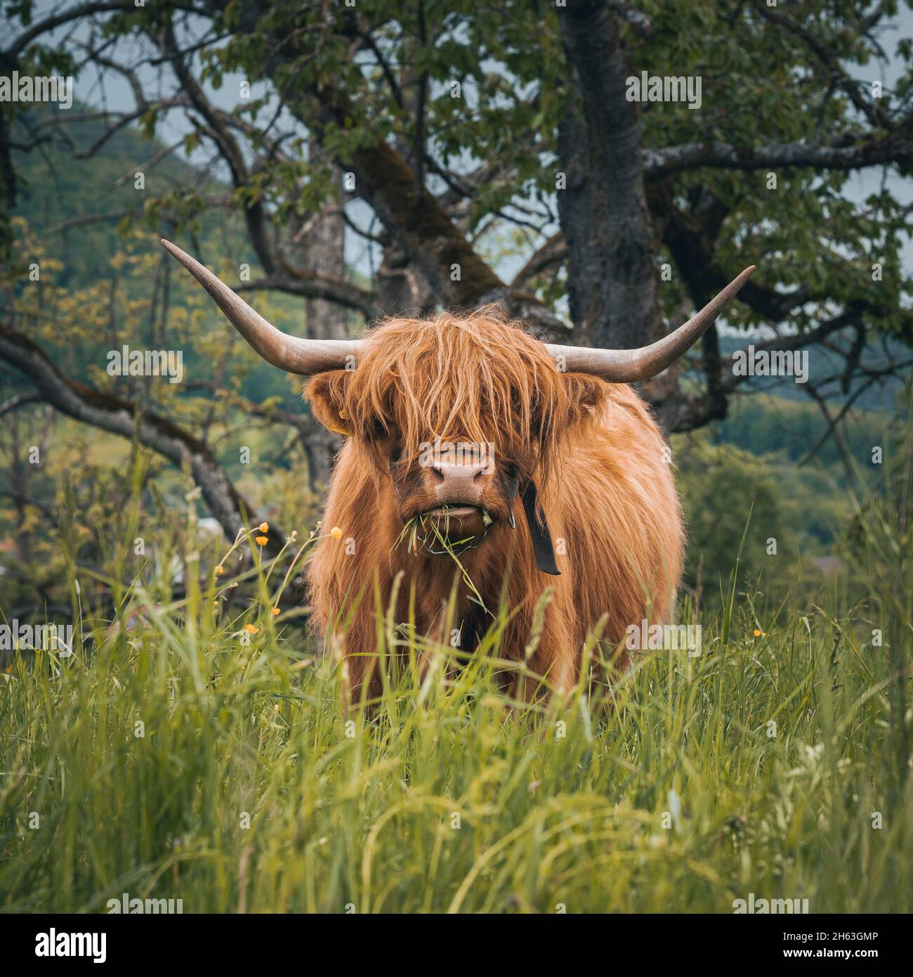 Scottish highland cattle graze hi-res stock photography and images - Alamy