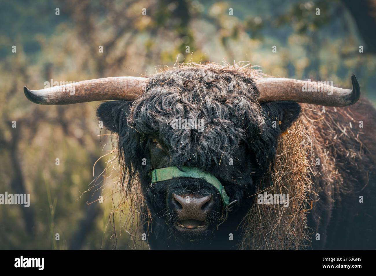 Scottish highland bull hi-res stock photography and images - Alamy