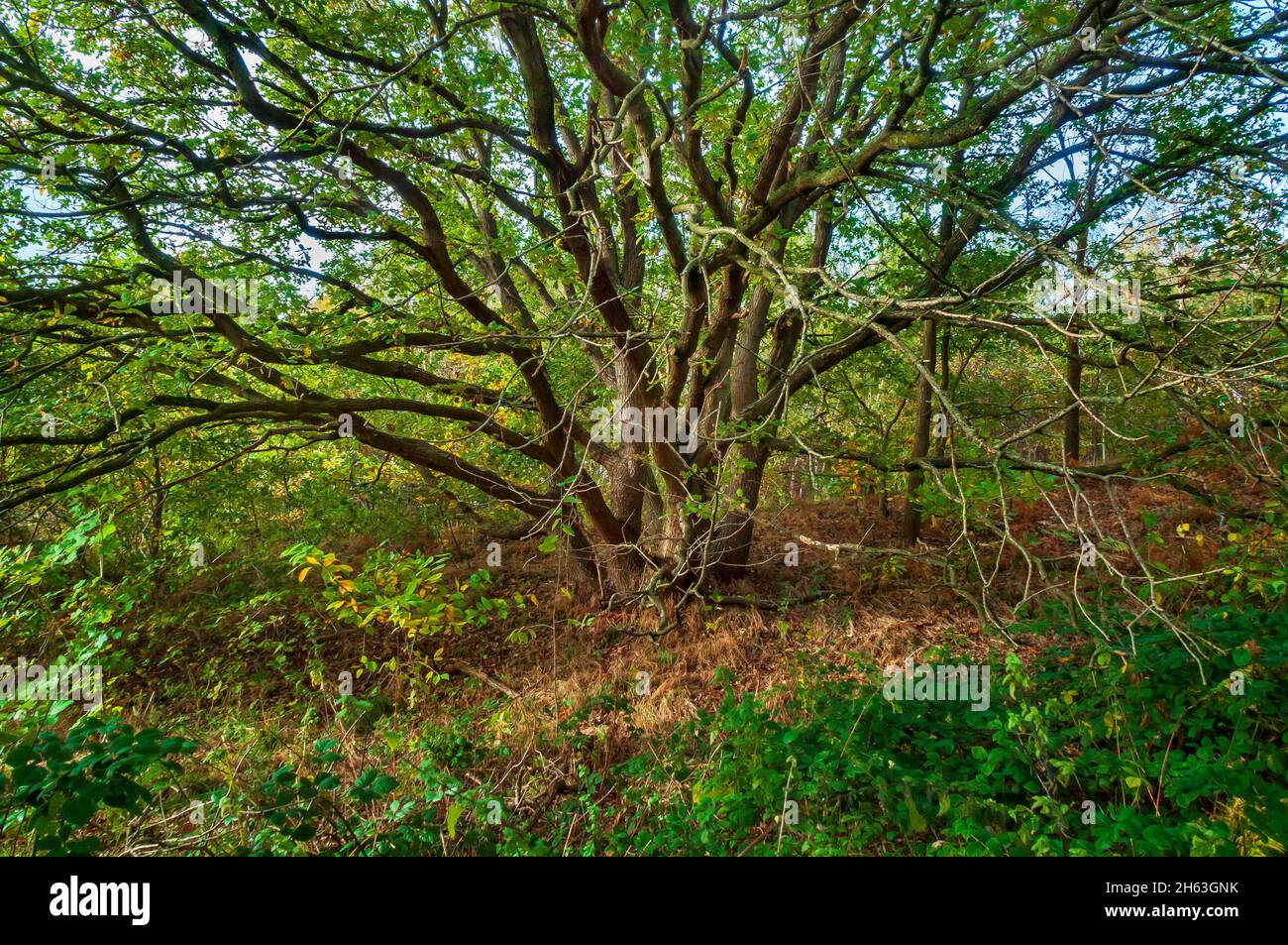 Ancient multi-stemmed coppiced oak tree (Quercus robur), in bright ...