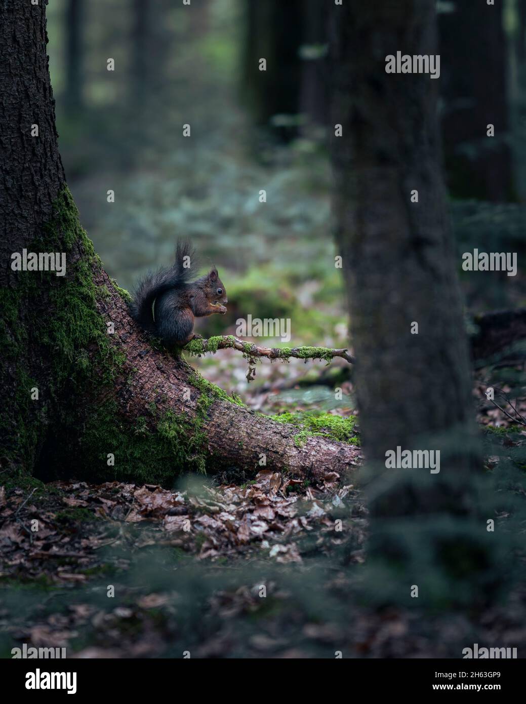 squirrel in the forest Stock Photo - Alamy