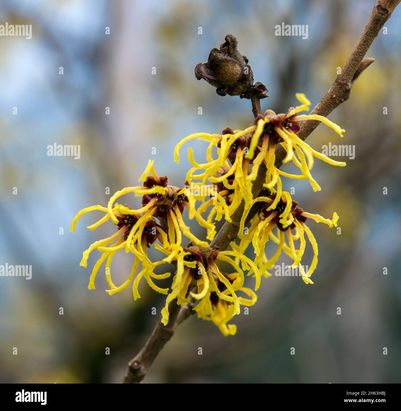 germany,baden-wuerttemberg,tübingen,witch hazel,hamamelis primavera ...